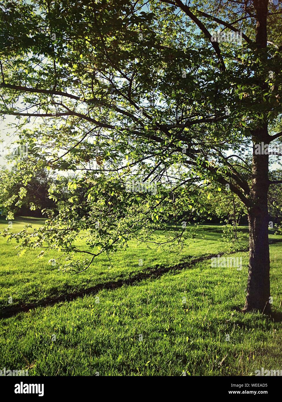 Lush green landscape hi-res stock photography and images - Alamy