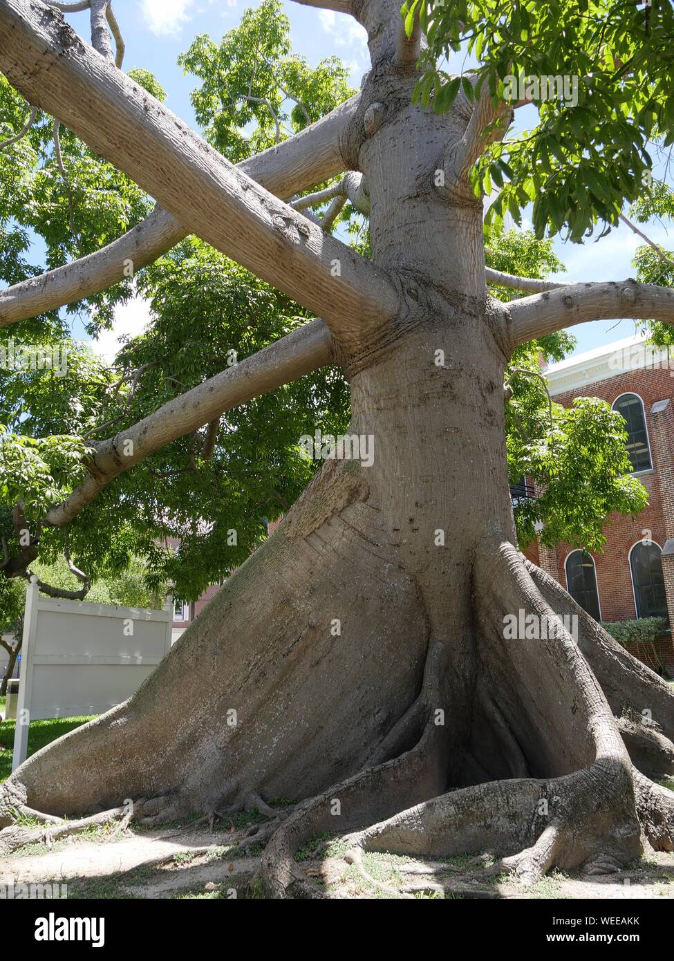 Huge Kapok tree, one of the attractions in Key West, Florida Stock ...