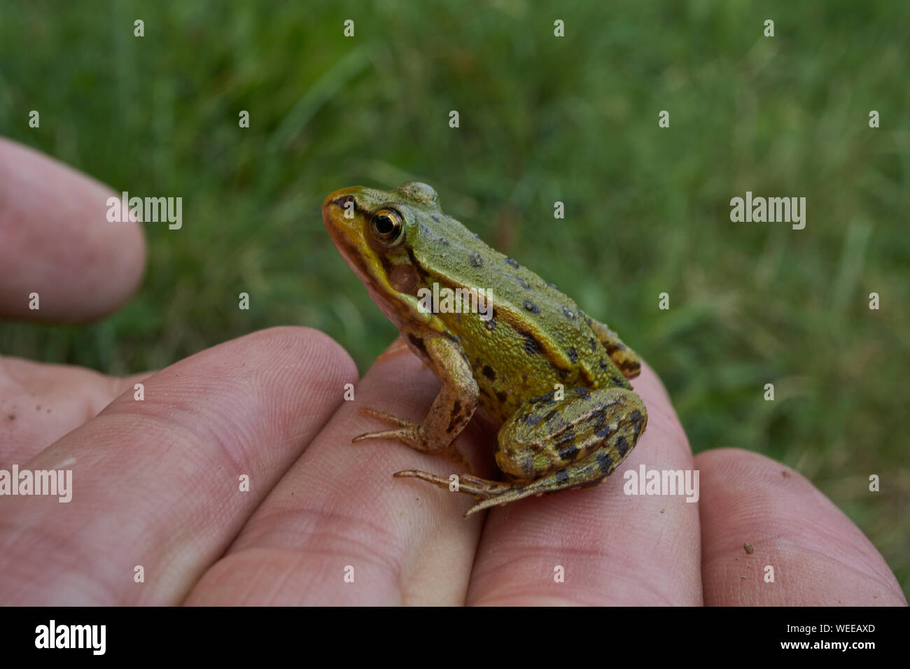 Frog on hand hi-res stock photography and images - Alamy