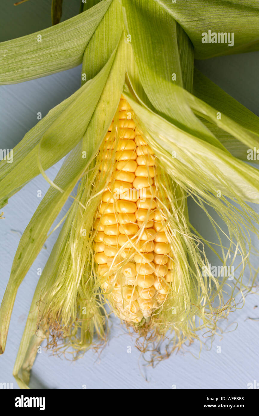 sweet raw uncooked corn with leaves isolated on blue background, space ...