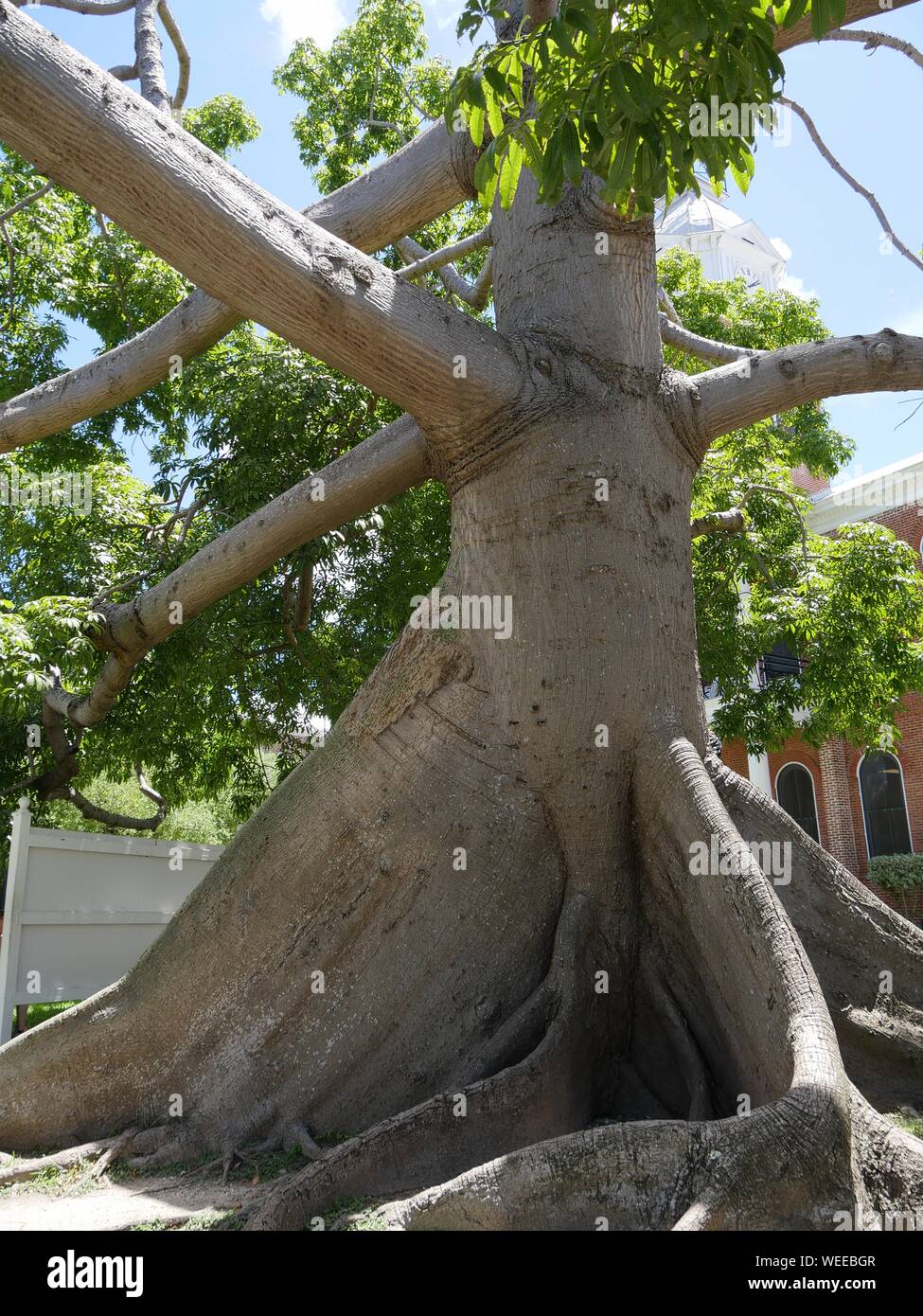 Kapok tree roots key west hi-res stock photography and images - Alamy