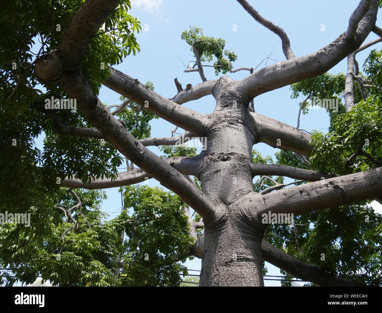 Upward view of the spread out branches of a huge Kapok tree, one of the ...