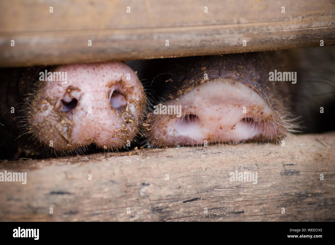 Two pigs hi-res stock photography and images - Alamy