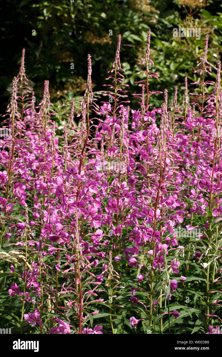 Rosebay willowherb, Chamaenerion angustifolium, fireweed, British ...