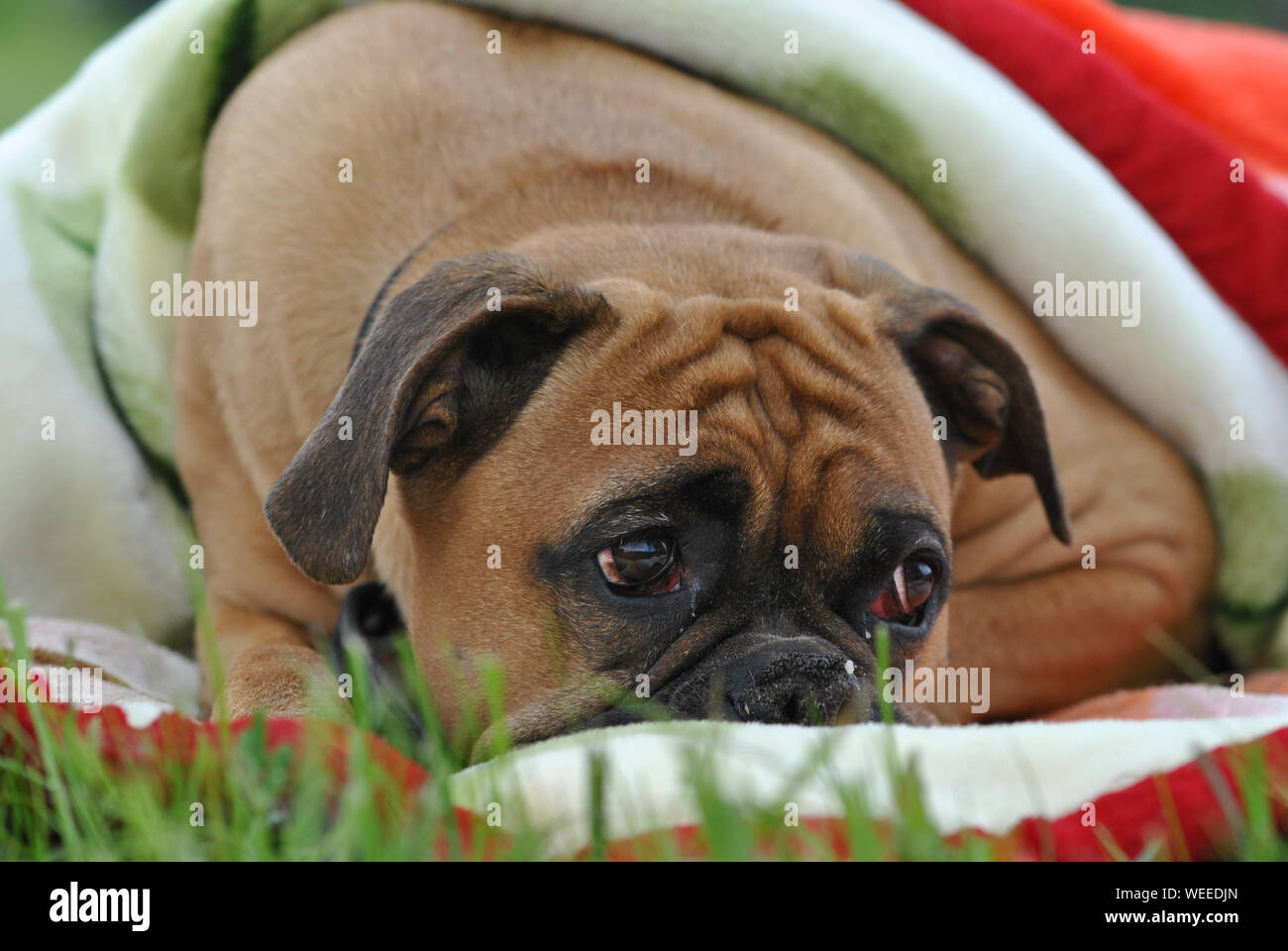 Boxer dog lying down on hi-res stock photography and images - Alamy