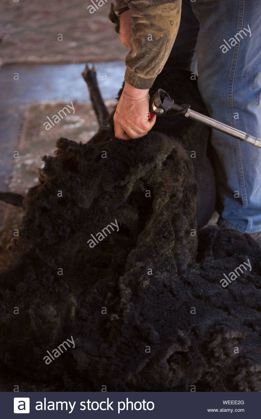 Hand Shearing High Resolution Stock Photography and Images - Alamy
