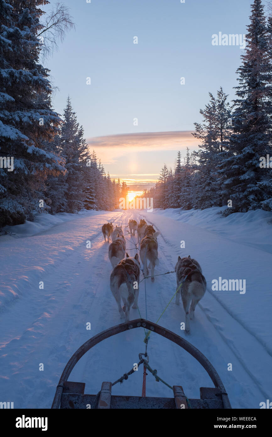 Dog Pulling Cart High Resolution Stock Photography and Images - Alamy