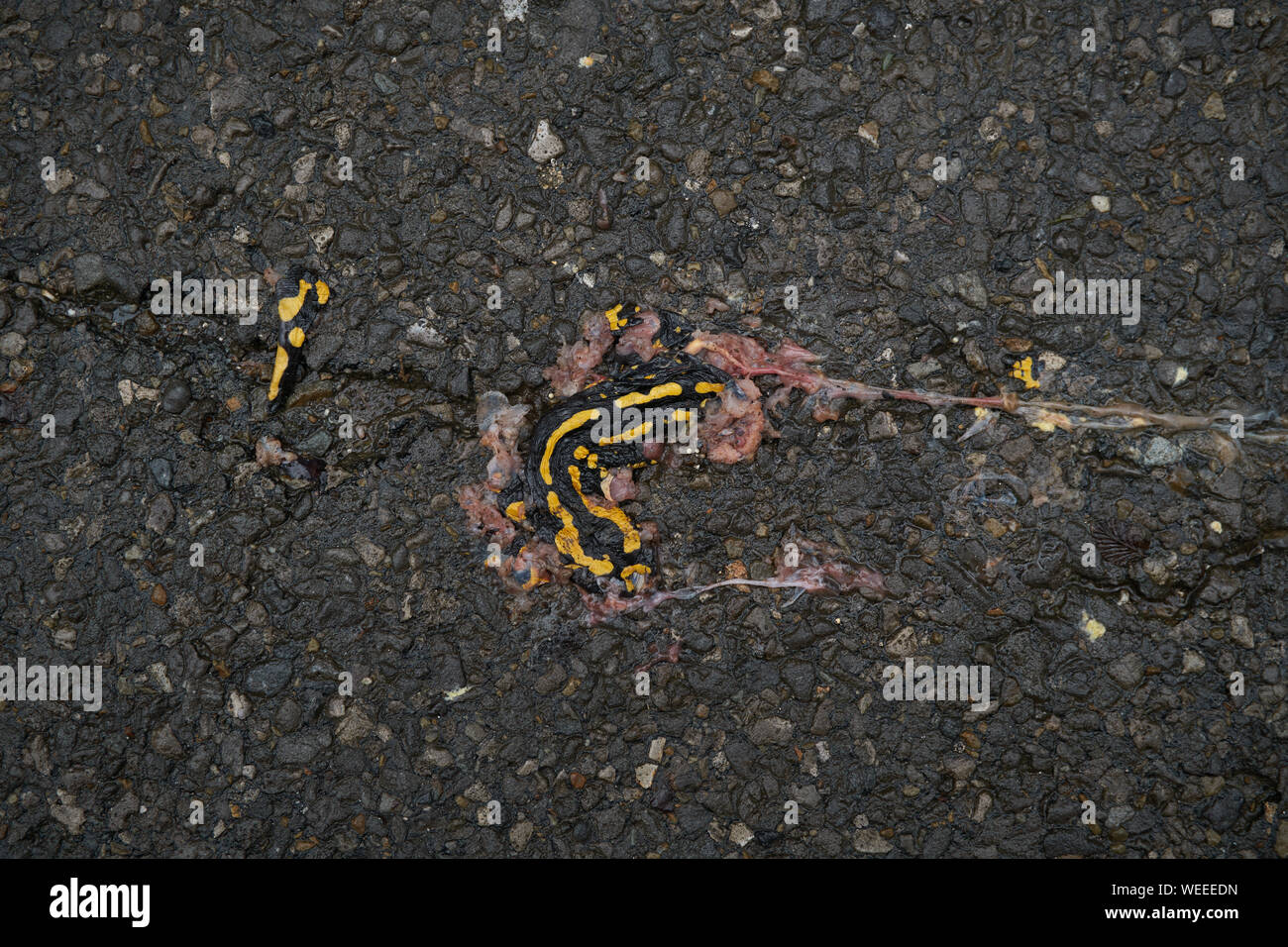 Squashed man hi-res stock photography and images - Alamy