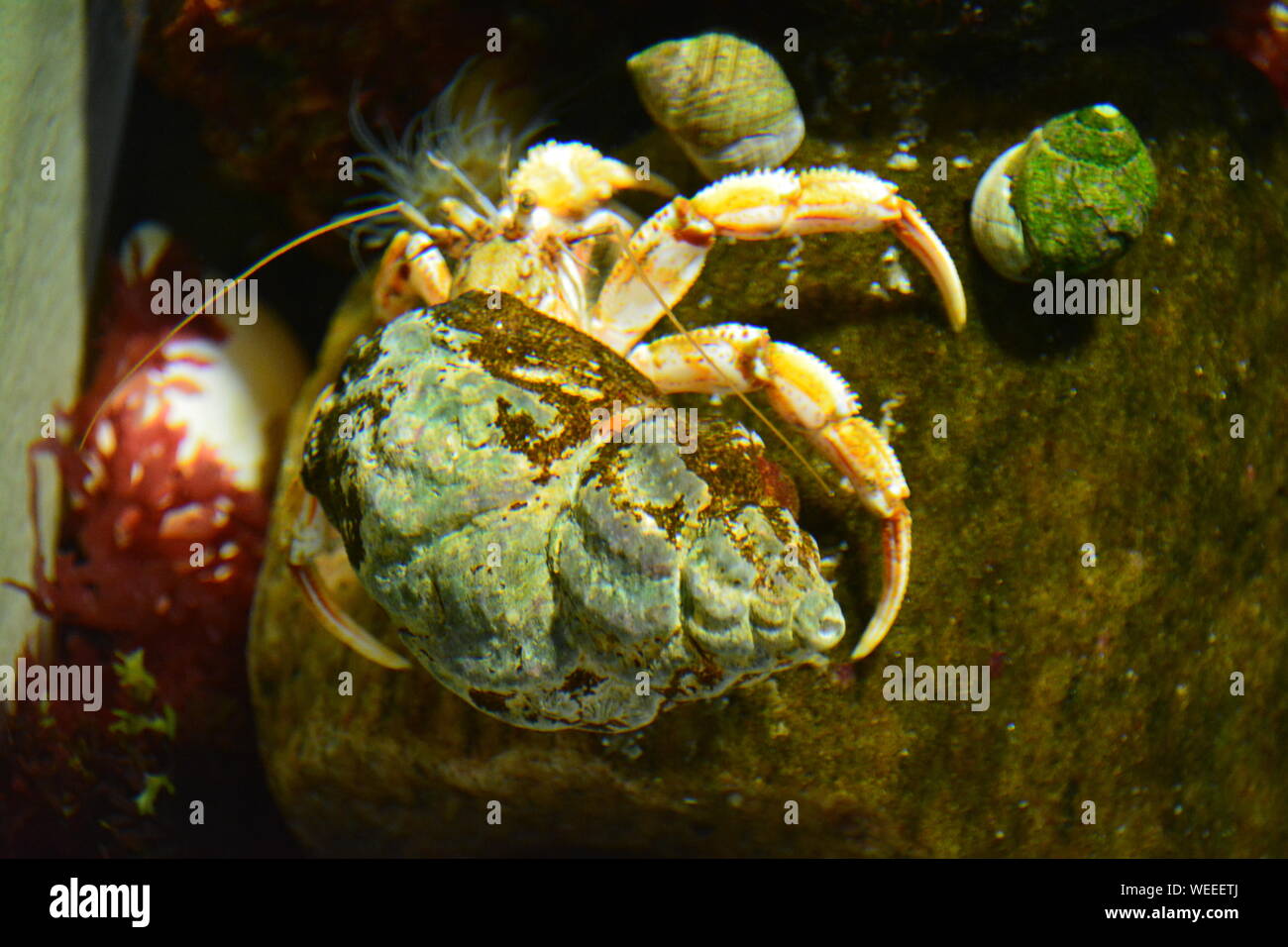 Rock hermit crab hi-res stock photography and images - Alamy