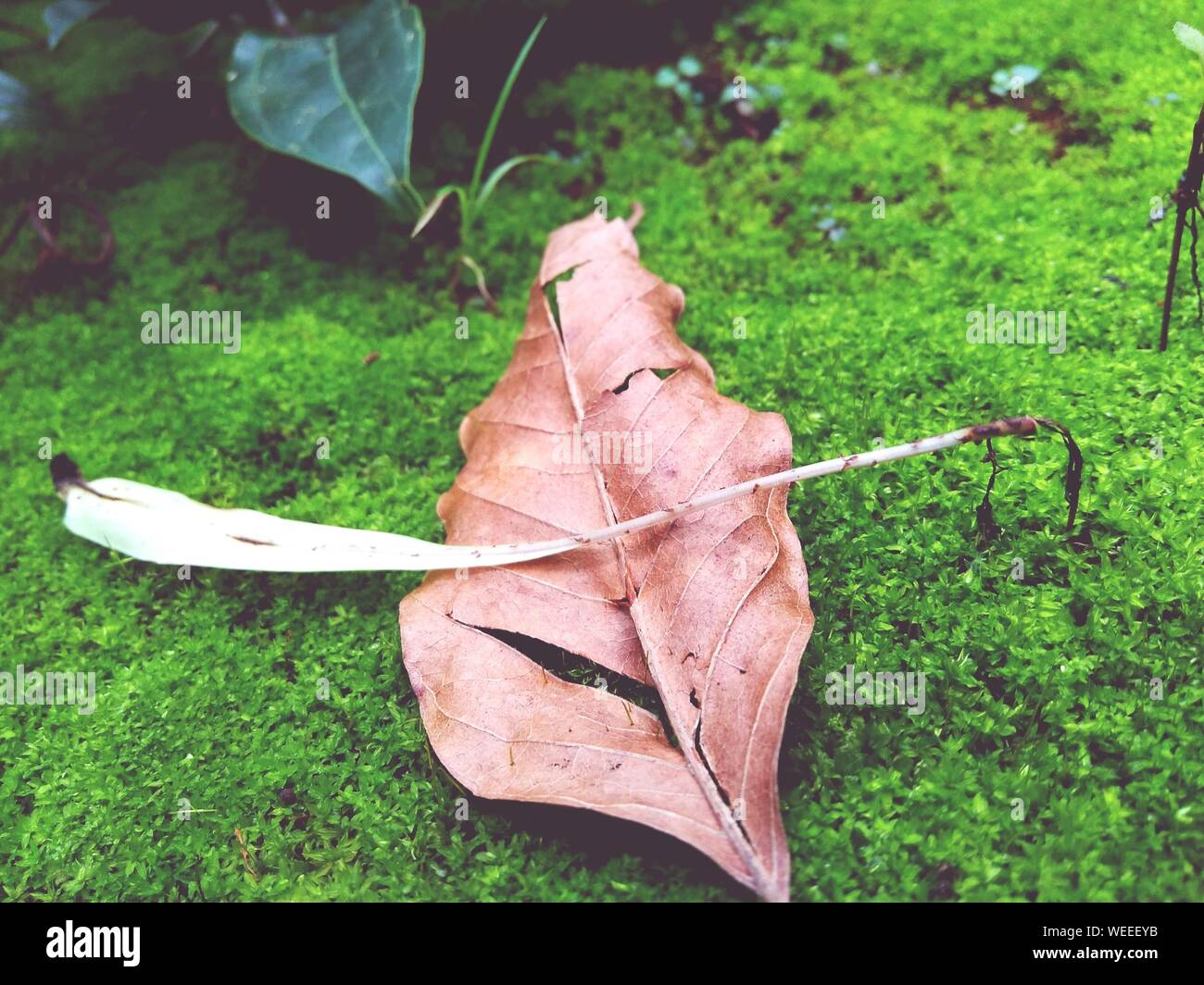 Feather vein hi-res stock photography and images - Alamy