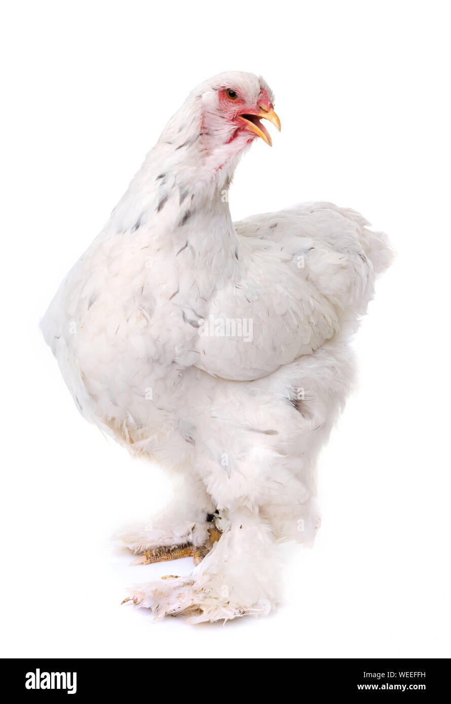 Chicken, White Background Cut Out Stock Images & Pictures - Alamy
