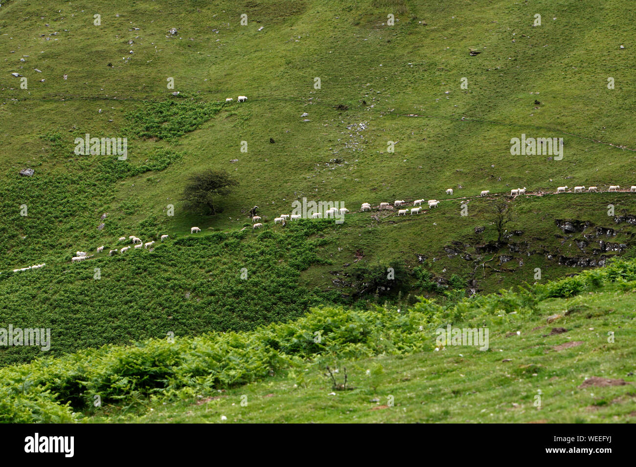 Trail of sheep working their way up a Welsh hillside Stock Photo - Alamy