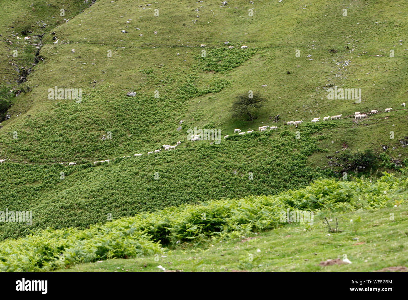 Trail of sheep working their way up a Welsh hillside Stock Photo - Alamy