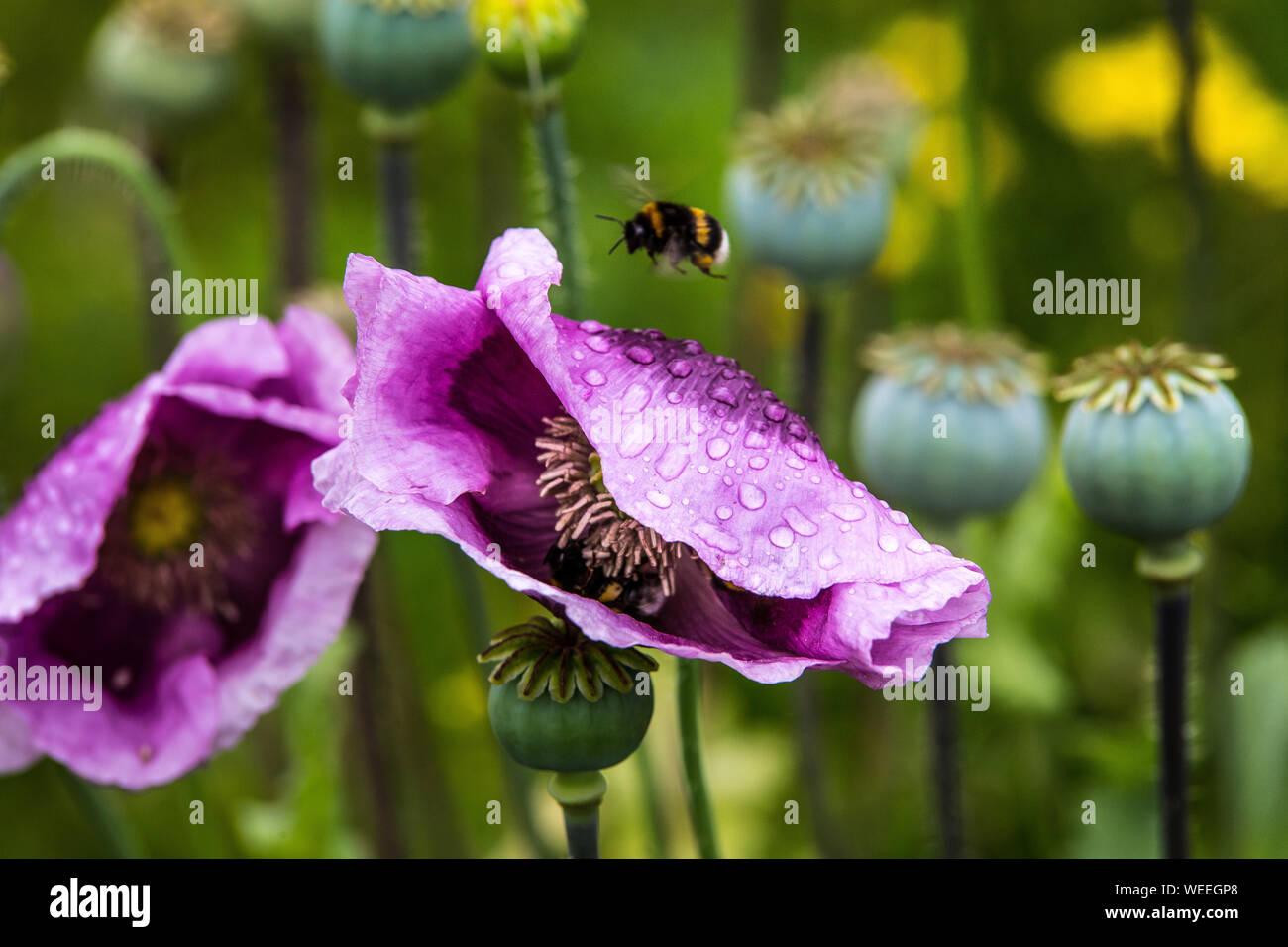 Purple Poppy Animals High Resolution Stock Photography and Images - Alamy