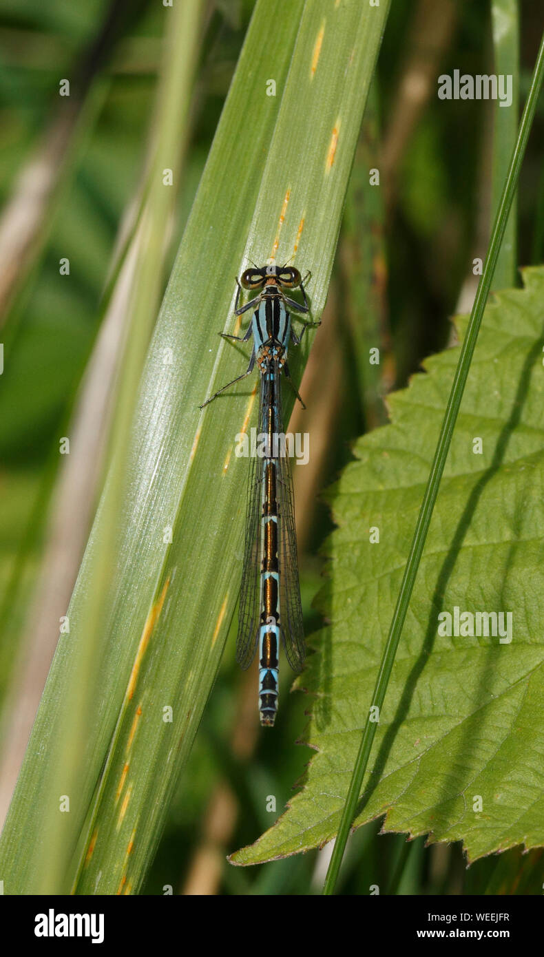 Common Blue Damselfly - Female. Enallgma cyathigerum Stock Photo - Alamy