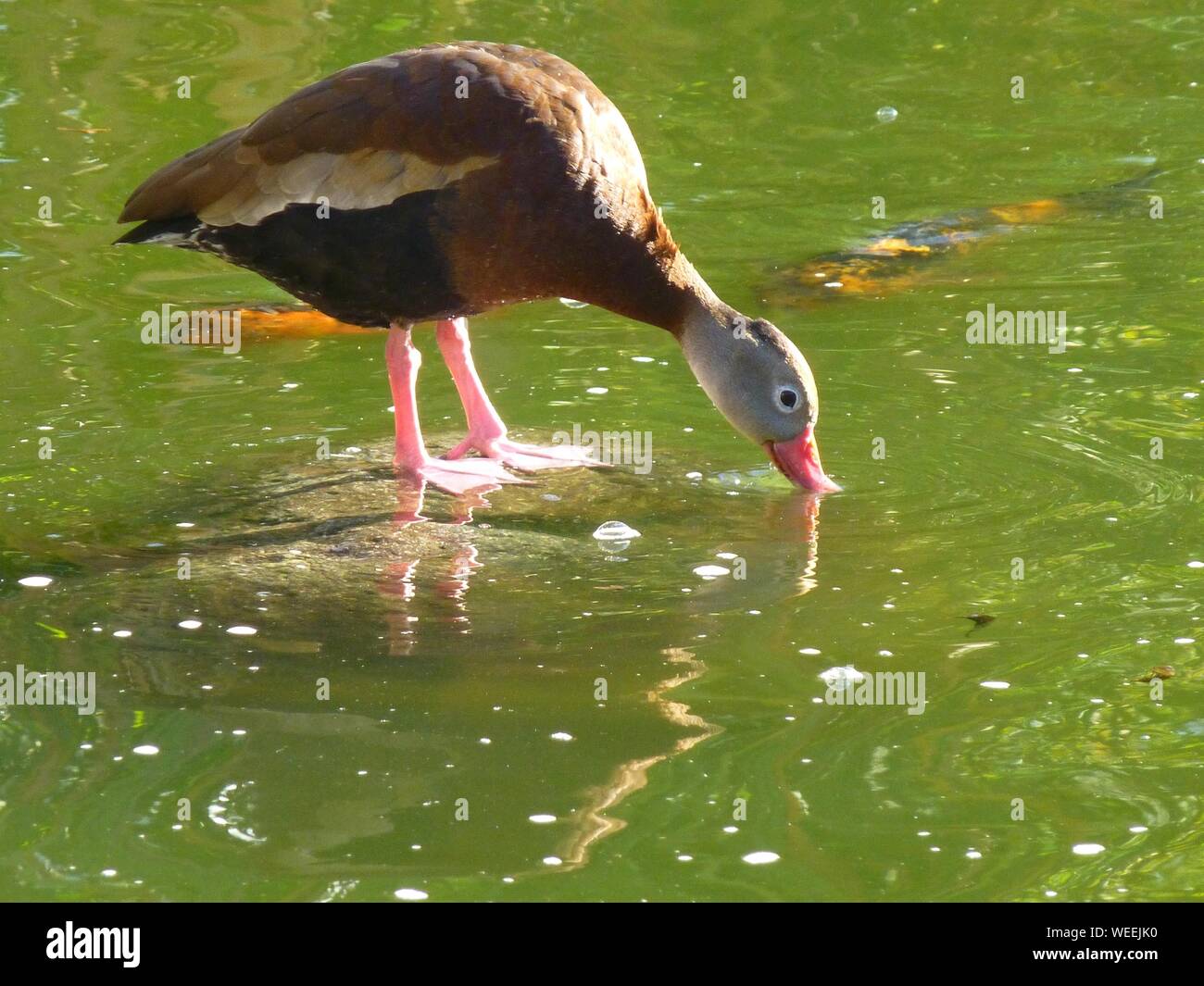 Goose river hi-res stock photography and images - Alamy