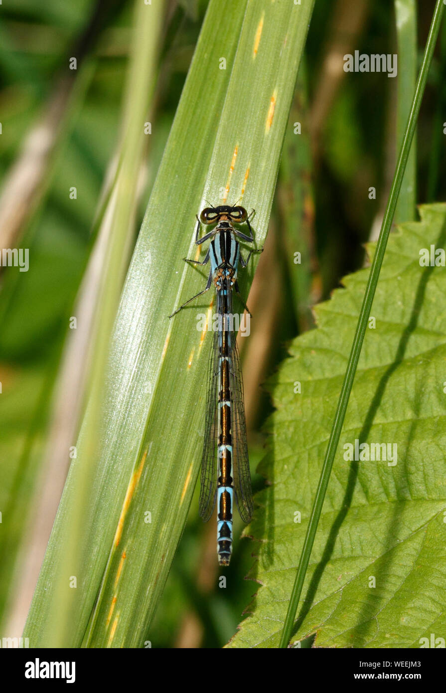 Common Blue Damselfly - Female. Enallgma cyathigerum Stock Photo - Alamy