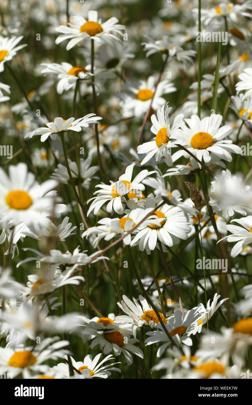 Native daisy flower hi-res stock photography and images - Alamy