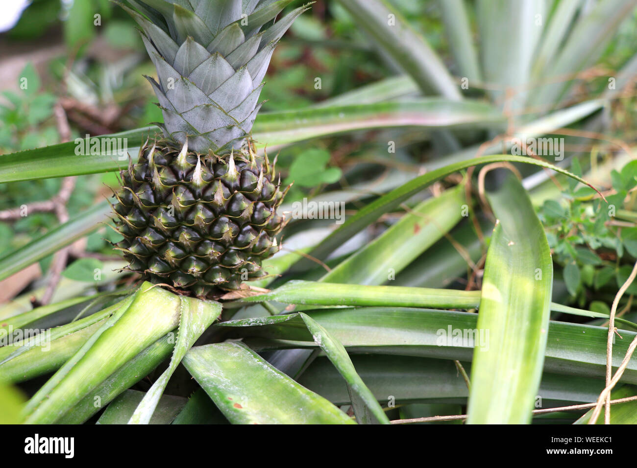 Pineapple tree hi-res stock photography and images - Alamy