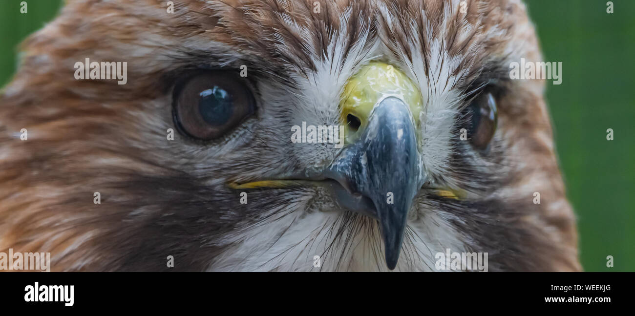 Closeup hawk face eye hi-res stock photography and images - Alamy