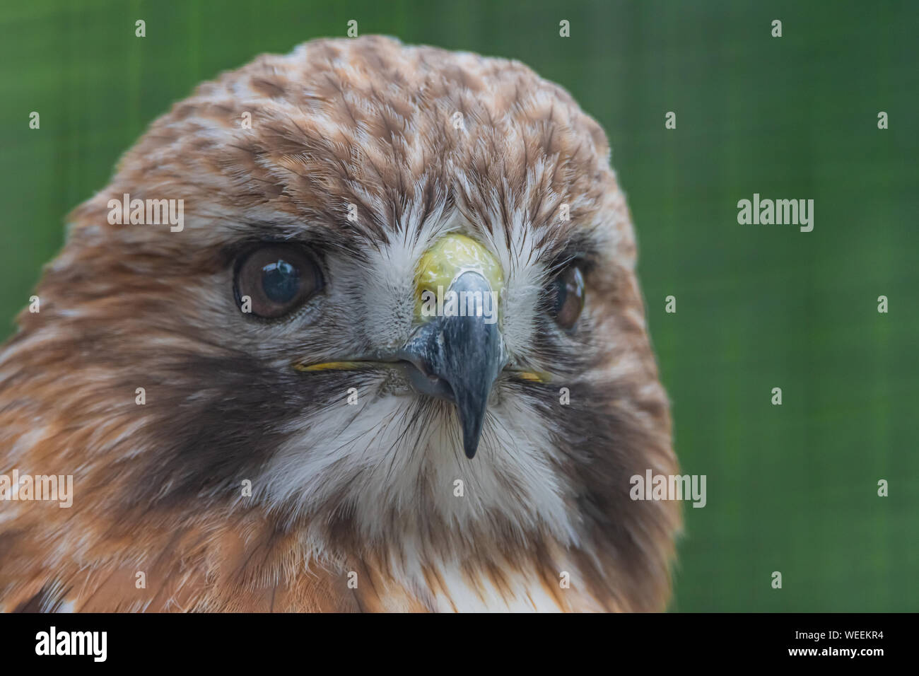 Close up red tailed hawk hi-res stock photography and images - Alamy
