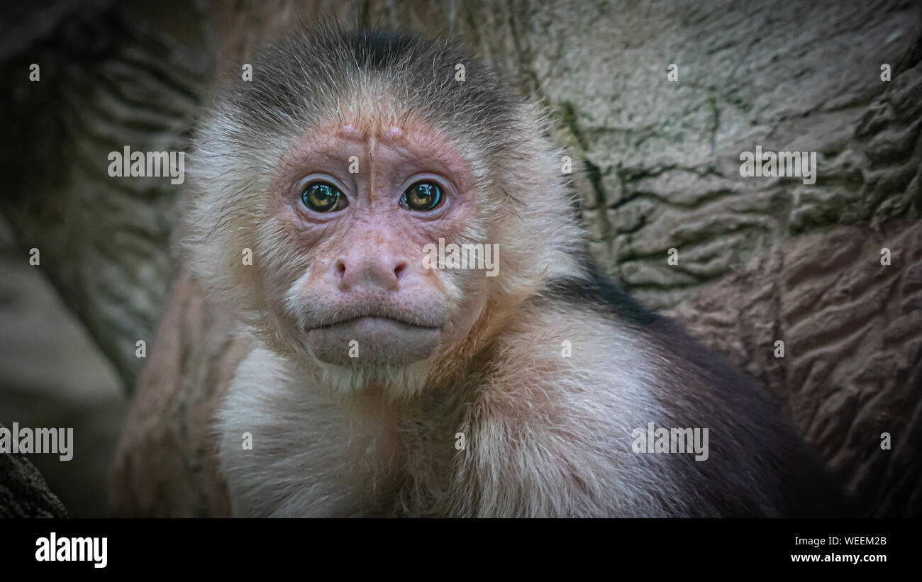 "Captive" White-faced Capuchin, or white headed Capuchin (Cebus ...