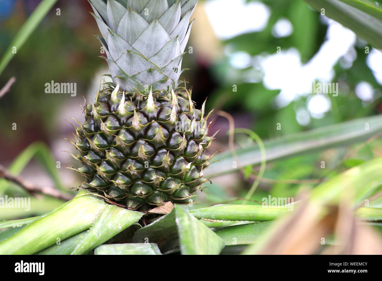 Pineapple tree hi-res stock photography and images - Alamy