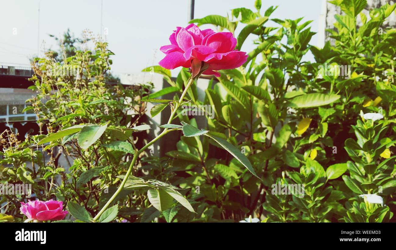 Wild Rose Bush High Resolution Stock Photography and Images - Alamy