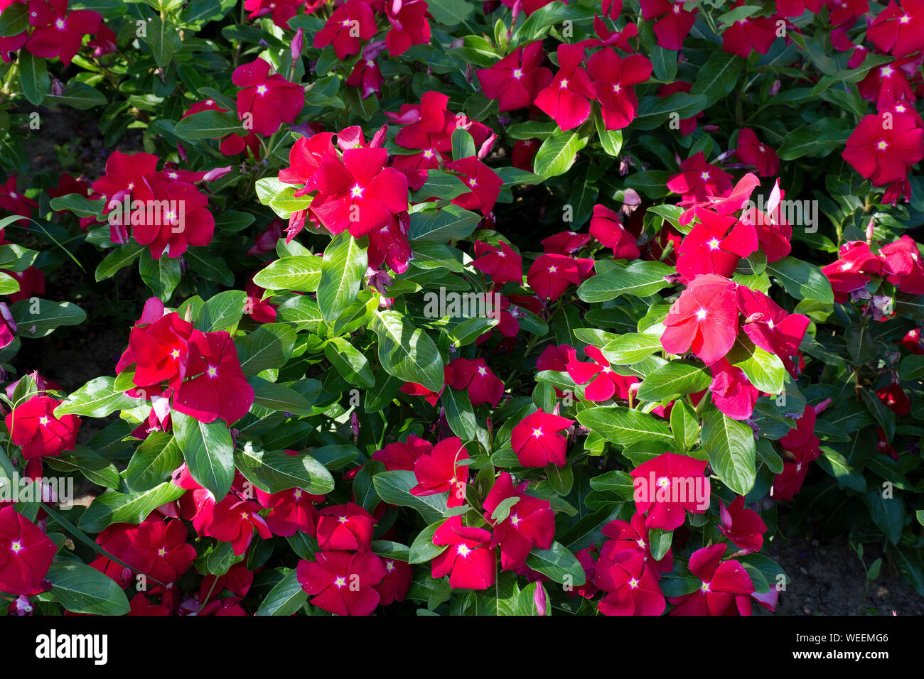 Flowers of Annual Vinca (Catharanthus roseus Stock Photo - Alamy