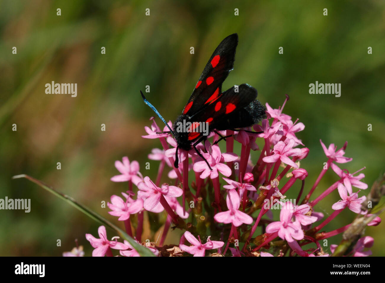 Moth varieties hi-res stock photography and images - Alamy