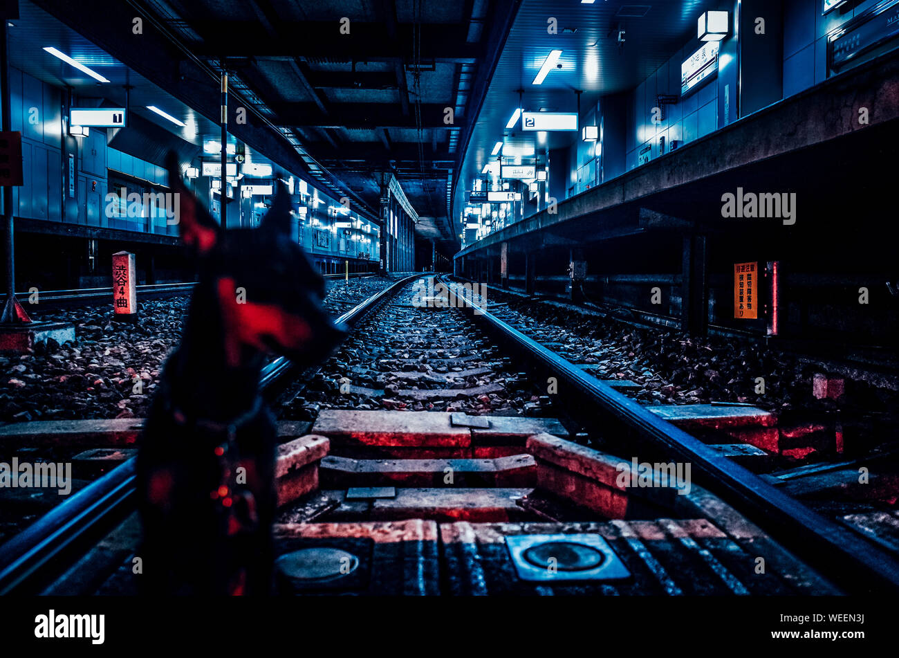 Dog on railroad tracks hi-res stock photography and images - Alamy