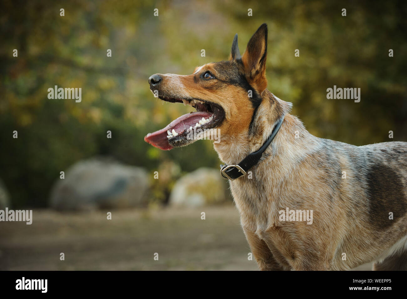 Australian cattle dog standing hi-res stock photography and images - Alamy