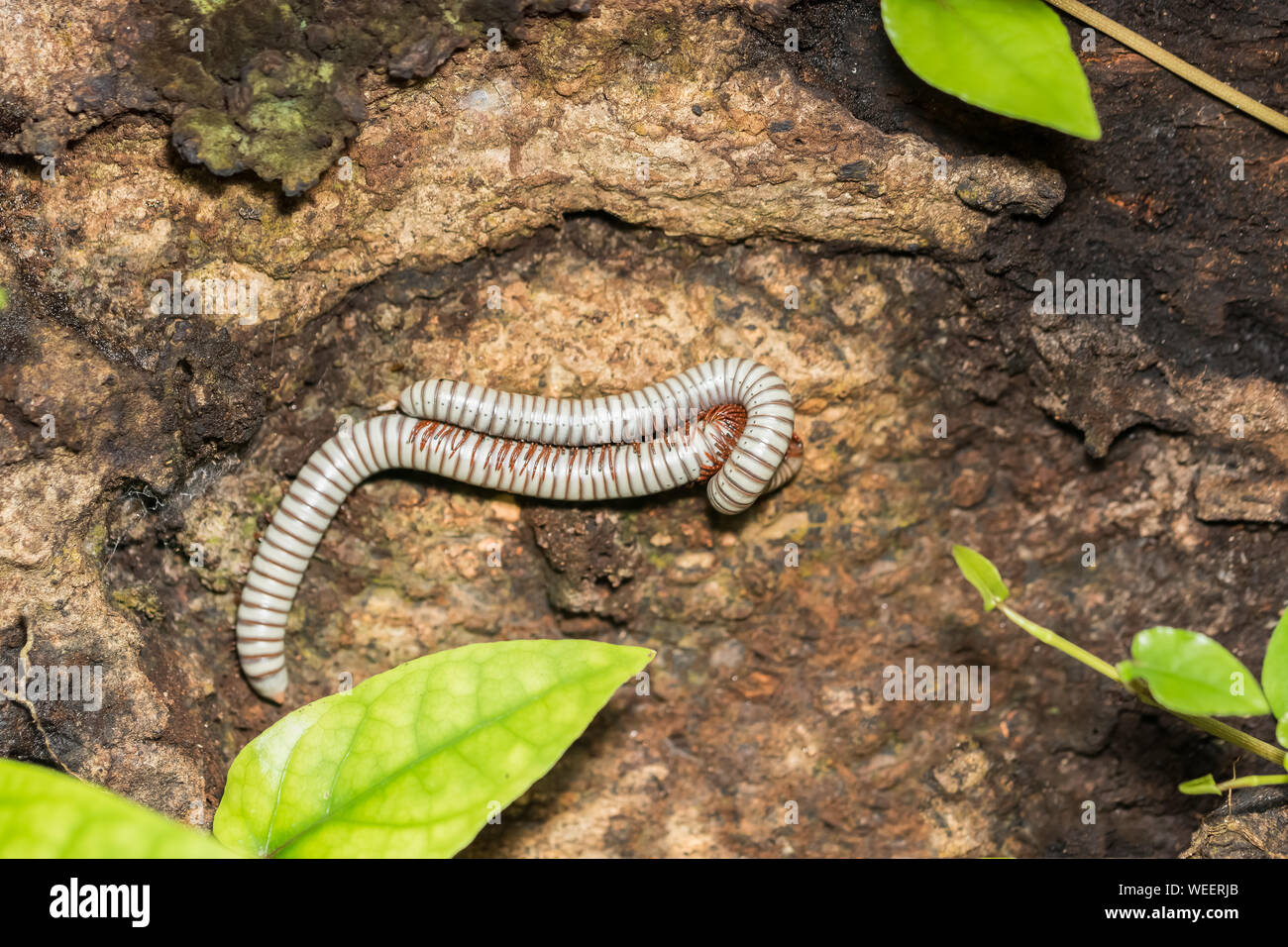 Millipede mating hi-res stock photography and images - Alamy