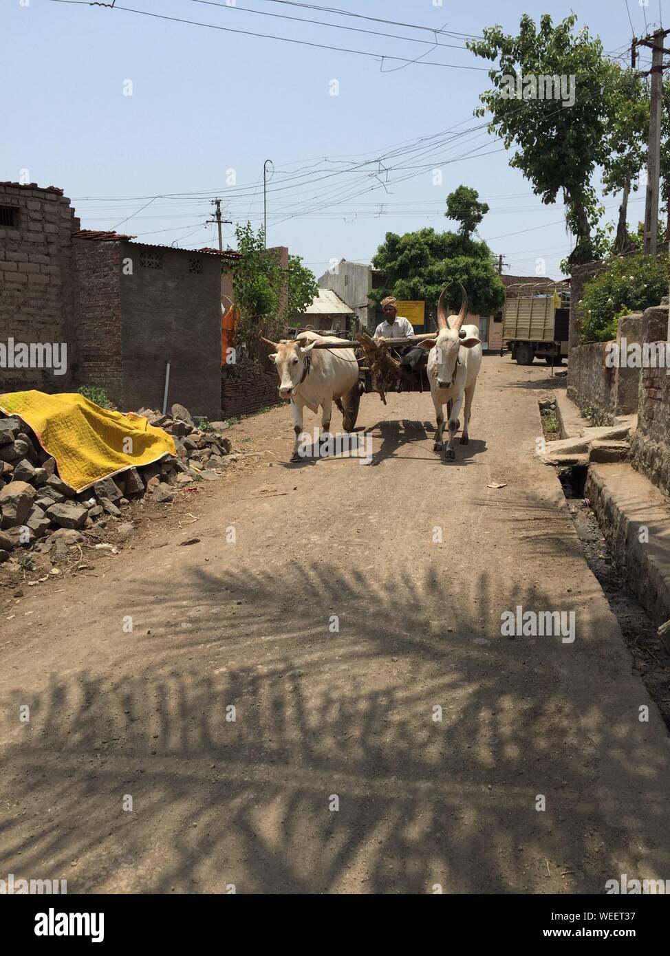 Man with ox cart hi-res stock photography and images - Alamy