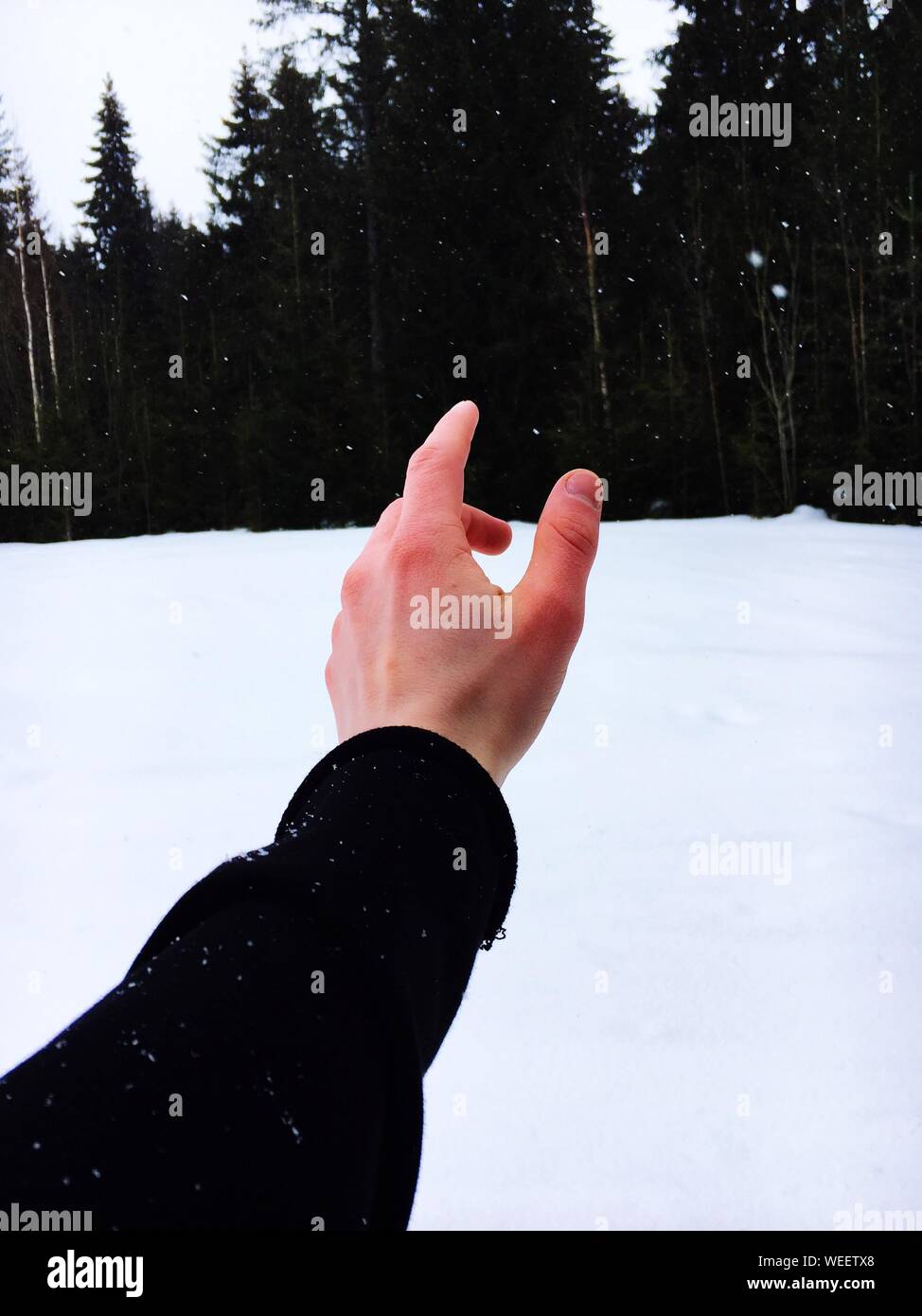 Human Hand Against Trees During Winter Stock Photo - Alamy