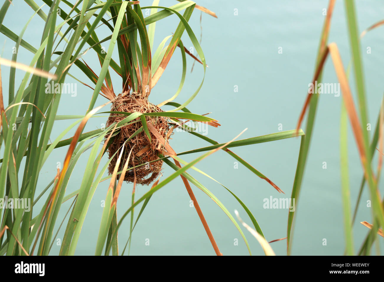 Papyrus Marsh High Resolution Stock Photography and Images - Alamy