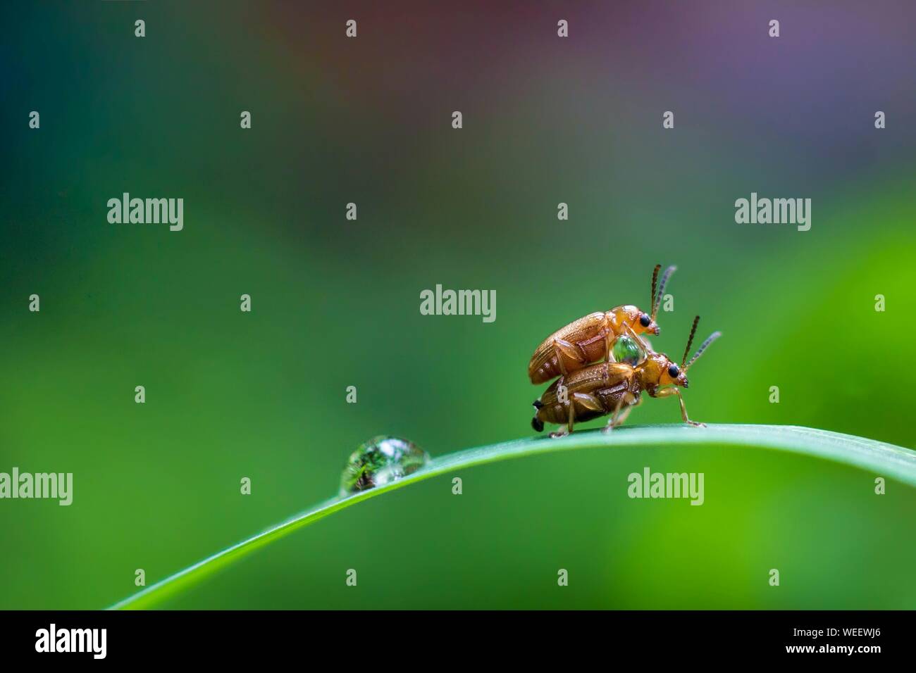 Insects side view hi-res stock photography and images - Alamy