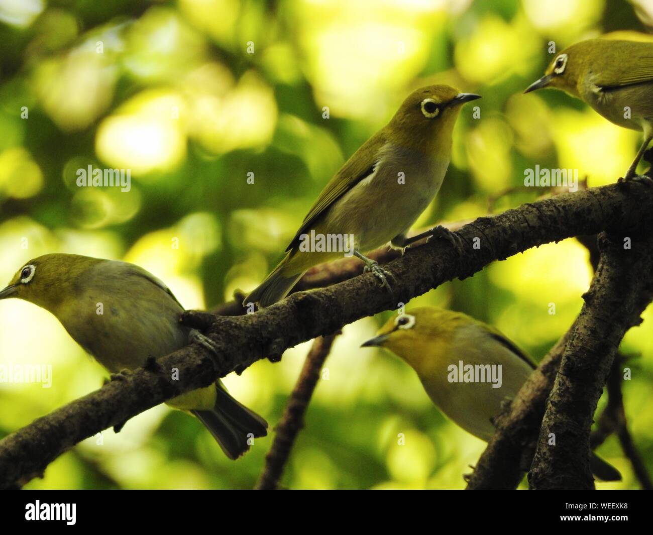 Birds with tree branch hi-res stock photography and images - Alamy