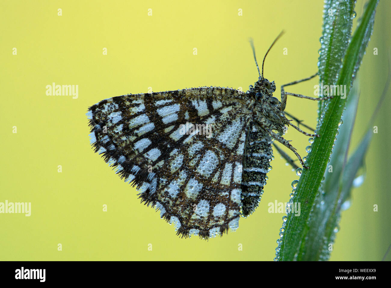 Latticed light hi-res stock photography and images - Alamy