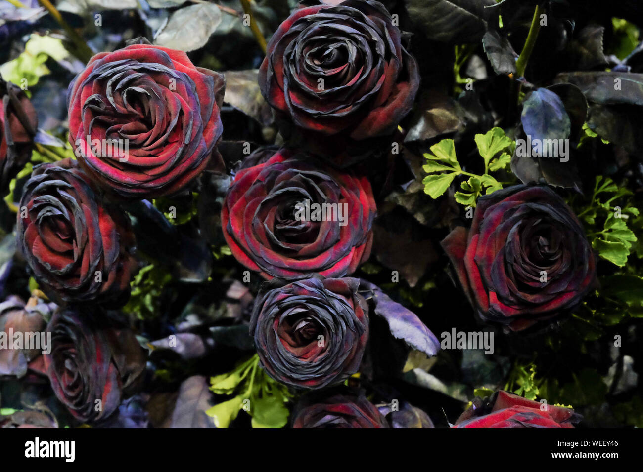 Burnt red hi-res stock photography and images - Alamy