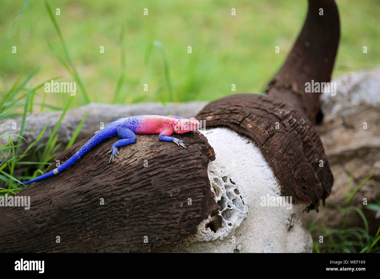 Purple reptile hi-res stock photography and images - Alamy