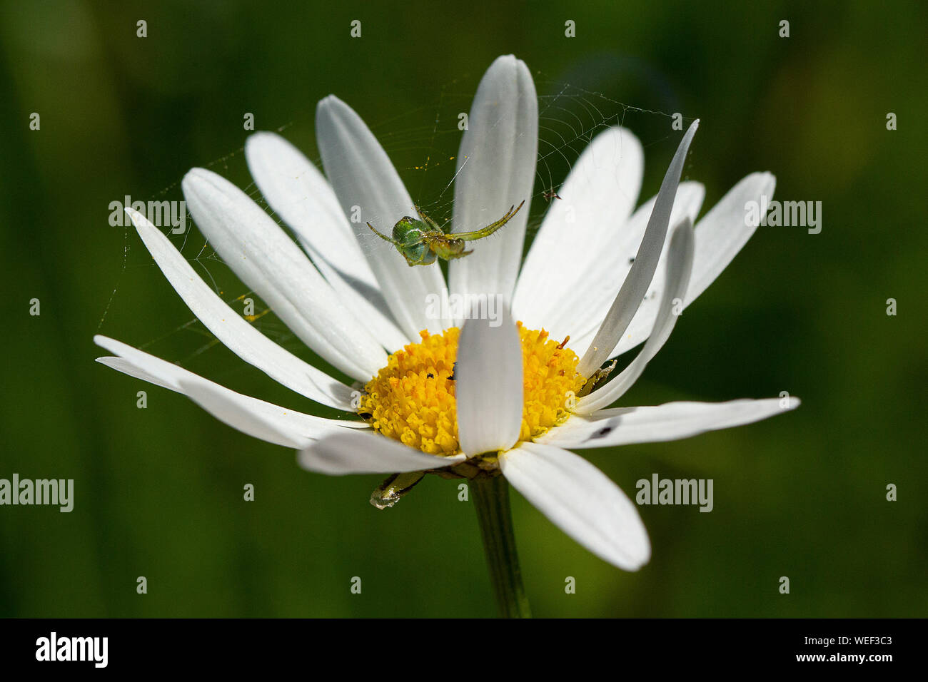 Tiny spider hanging web in hi-res stock photography and images - Alamy