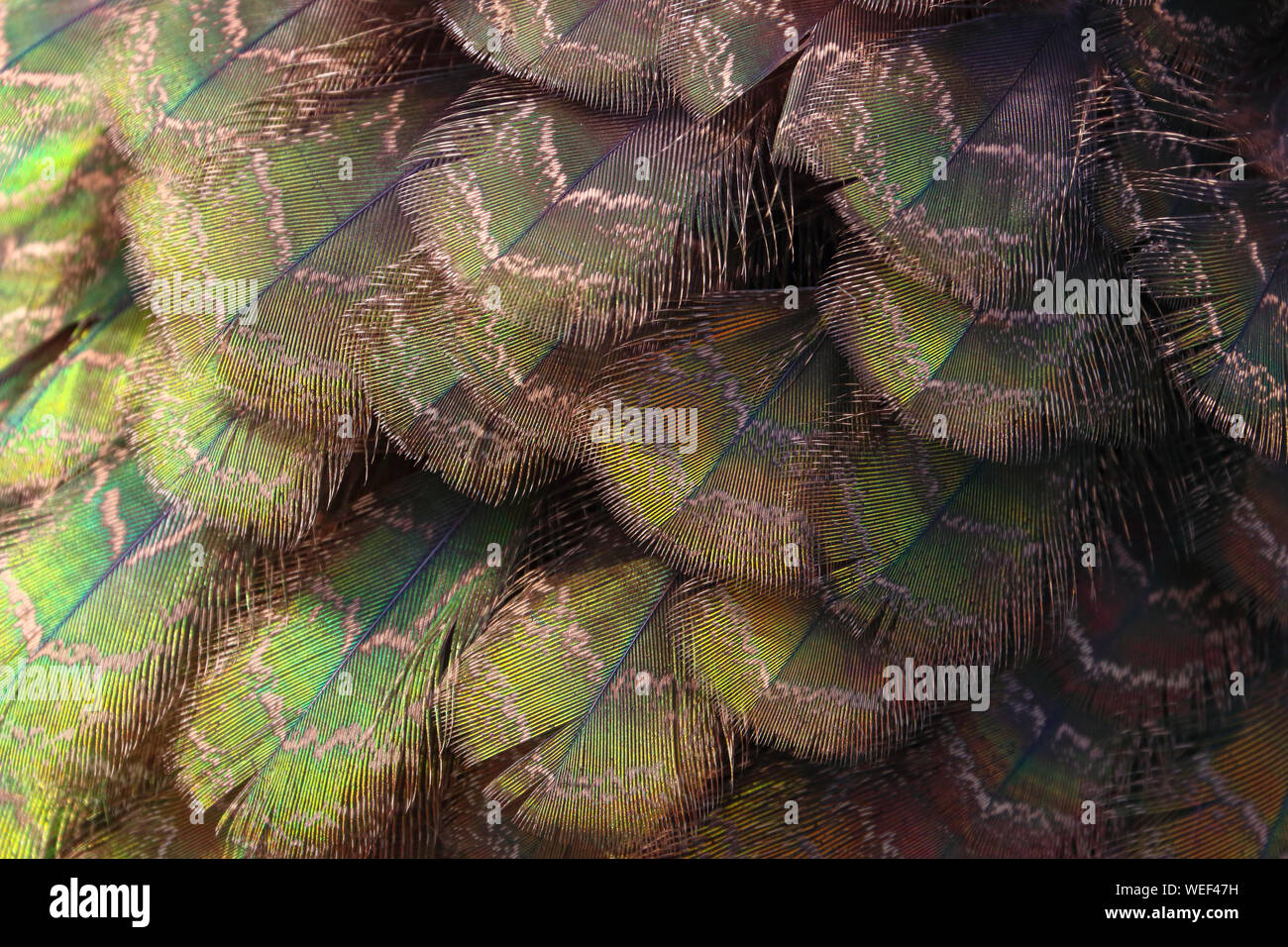 Peacock feather art hi-res stock photography and images - Alamy