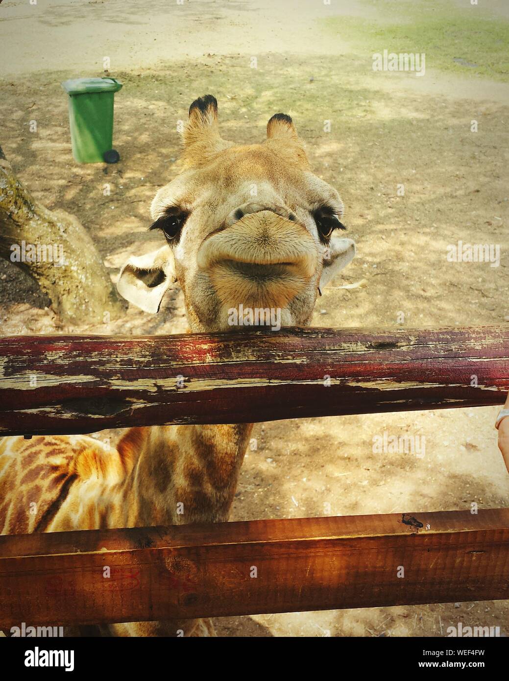 Wooden giraffe hi-res stock photography and images - Alamy