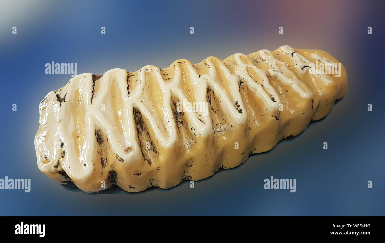 elephas molar tooth at Natural History Museum of London Stock Photo - Alamy