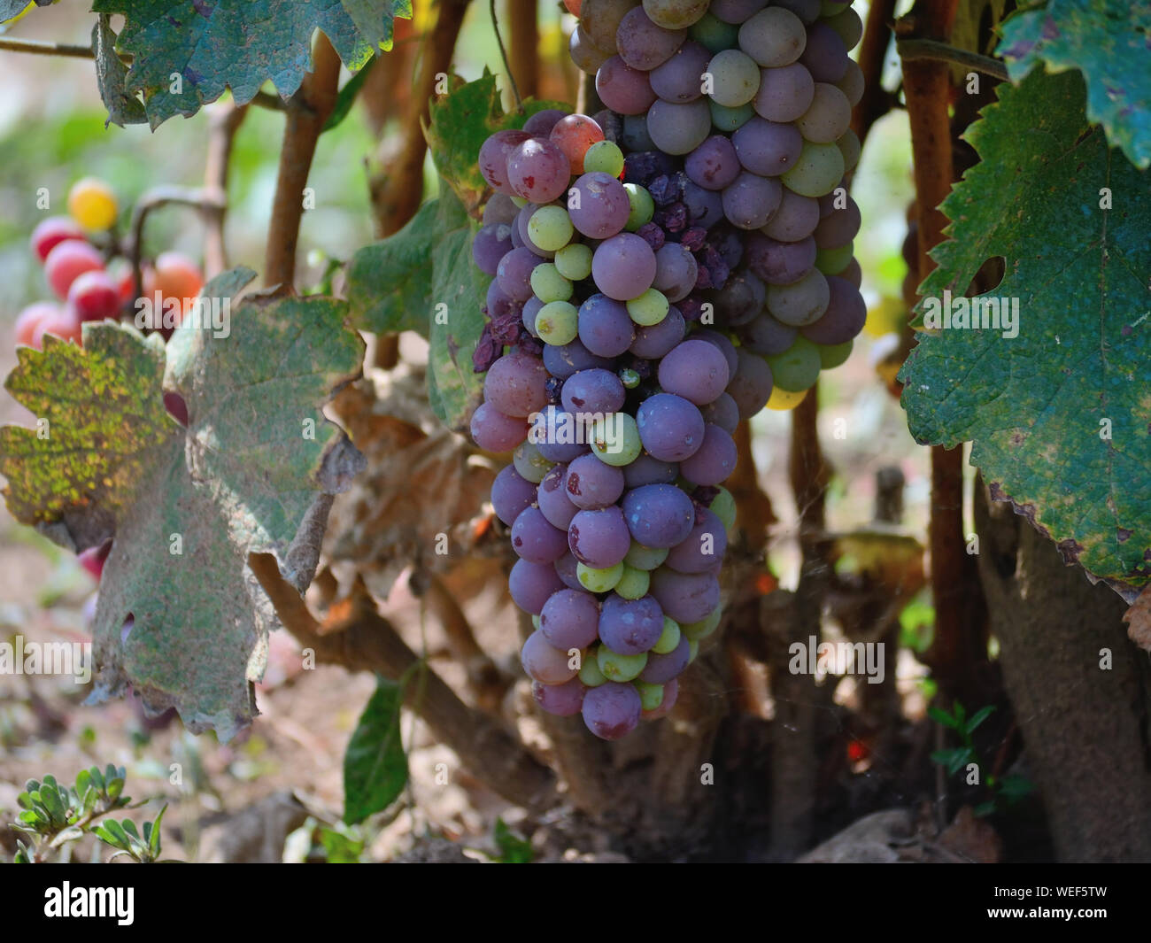 Grapes hanging on the vine hi-res stock photography and images - Alamy