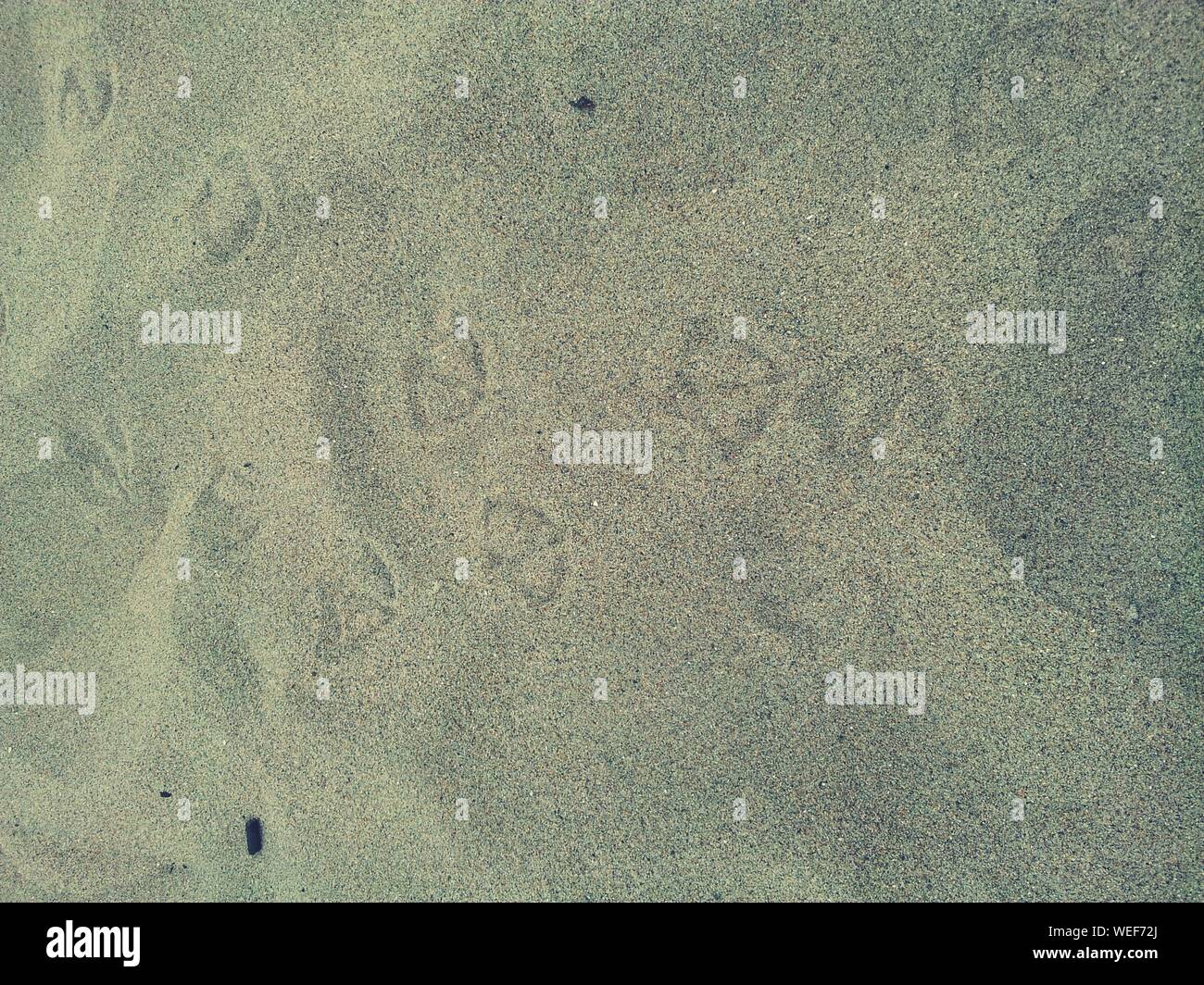 Animal tracks sand hi-res stock photography and images - Alamy
