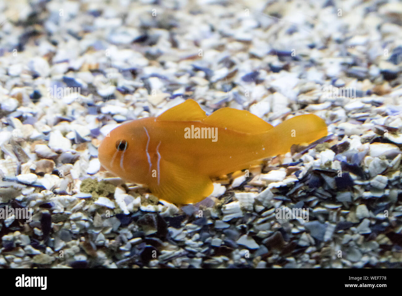 Yellow underwater aquarium hi-res stock photography and images - Alamy