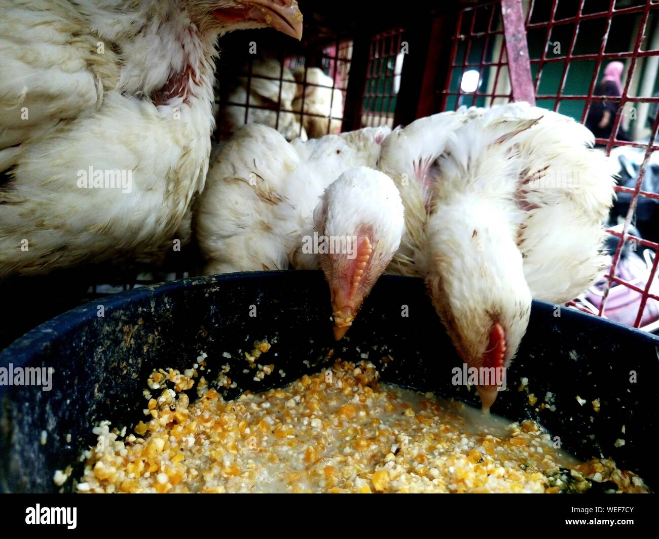Food grain hi-res stock photography and images - Alamy