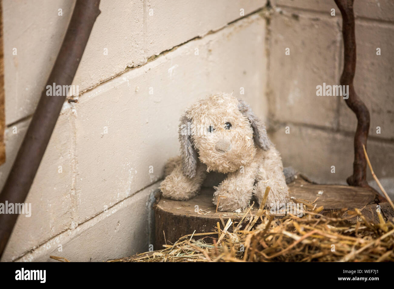 Tree stump and feature hi-res stock photography and images - Alamy